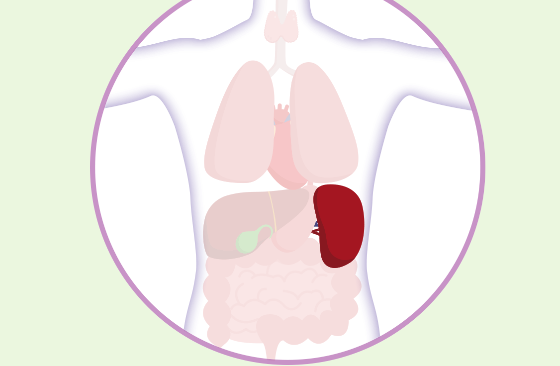 Possible PV Benefits – Hematocrit Control – Spleen Size | Jakafi.com